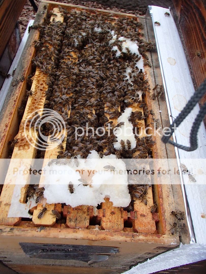 How I plan on overwintering 40 mating nucs on mini frames | Beesource Beekeeping Forums